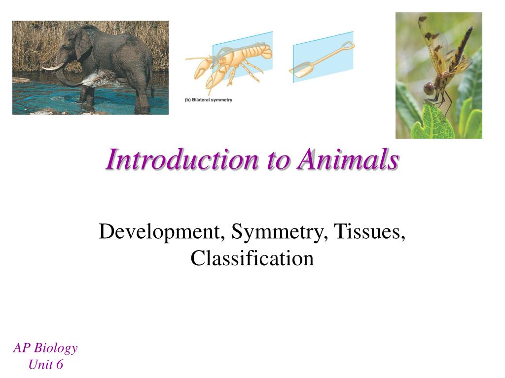 PPT - Introduction to Animals PowerPoint Presentation, free download ...