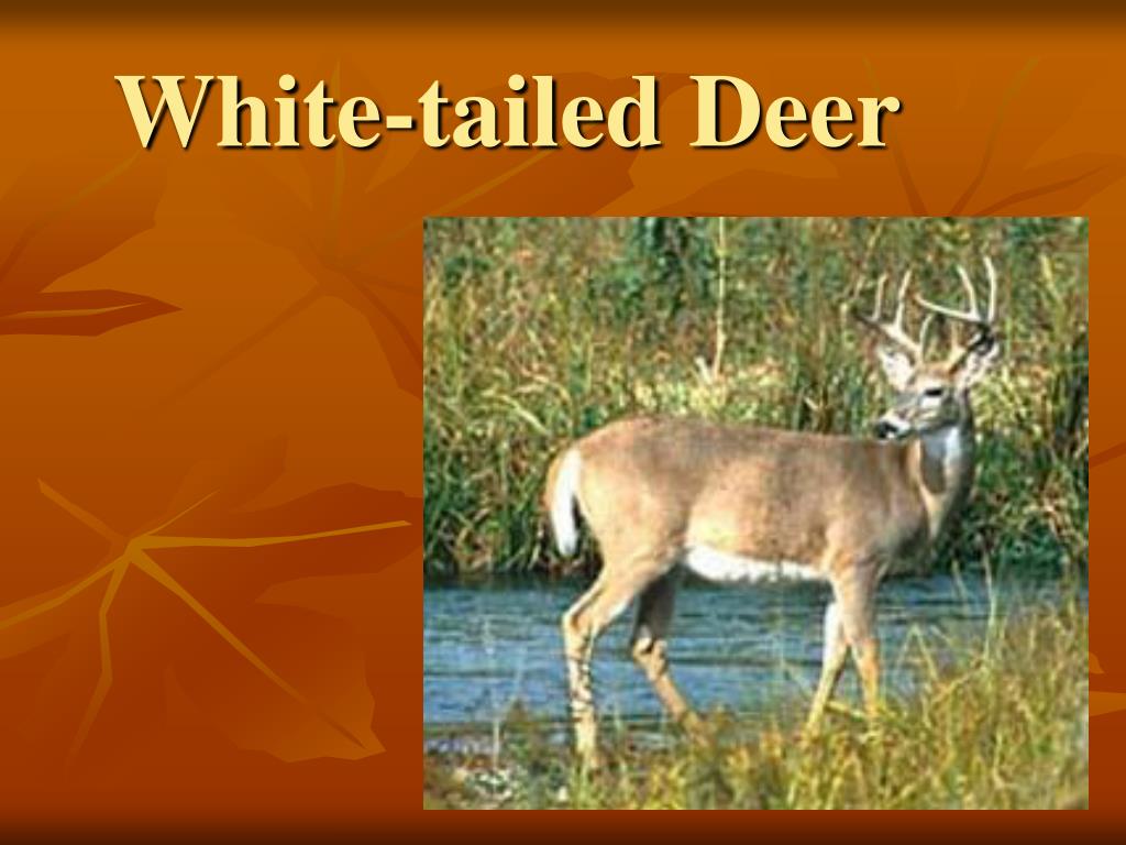 PPT - White-tailed Deer PowerPoint Presentation, free download - ID:5474743