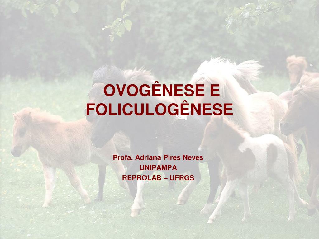 PPT - OVOGÊNESE E FOLICULOGÊNESE PowerPoint Presentation, free download ...