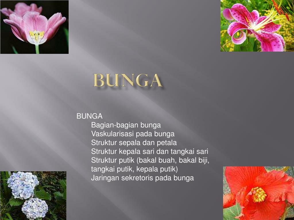PPT - Bunga PowerPoint Presentation, free download - ID:5475401