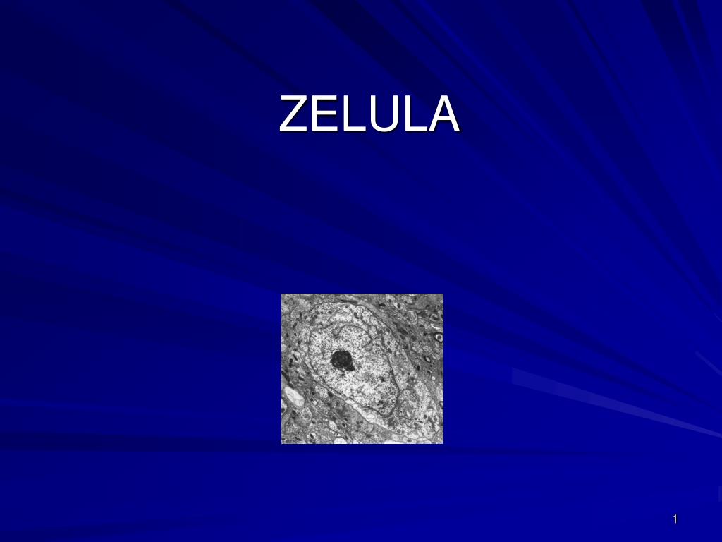 PPT - ZELULA PowerPoint Presentation, free download - ID:5475648