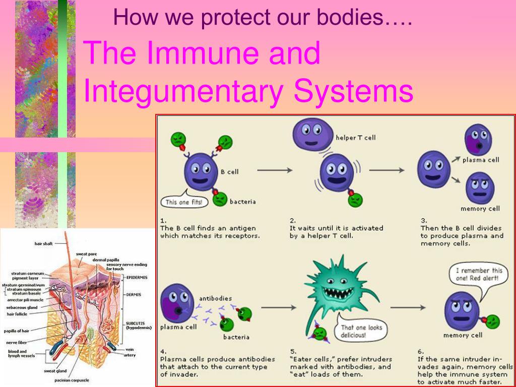 PPT - The Immune and Integumentary Systems PowerPoint Presentation ...