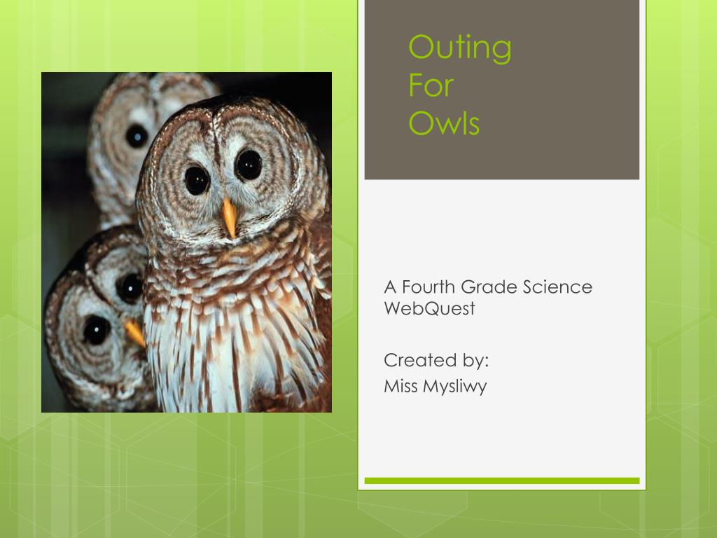 PPT - Outing For Owls PowerPoint Presentation, free download - ID:5483091