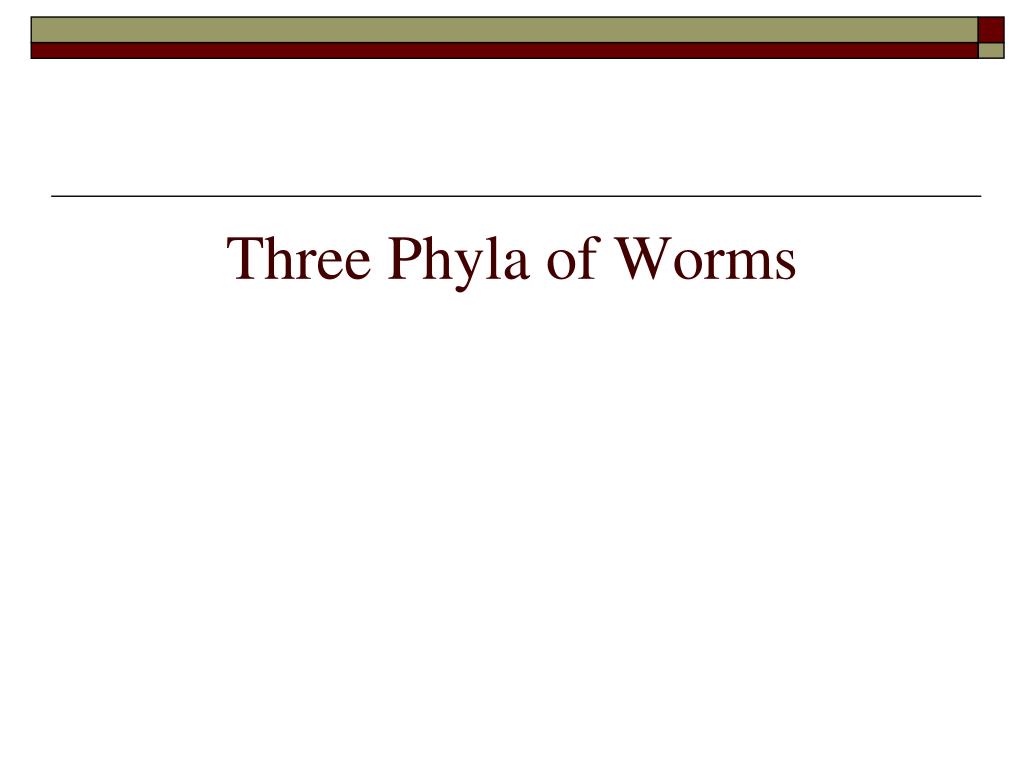 PPT - Three Phyla of Worms PowerPoint Presentation, free download - ID ...