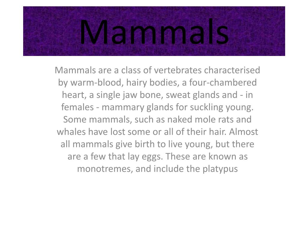 PPT - Mammals PowerPoint Presentation, free download - ID:5495049