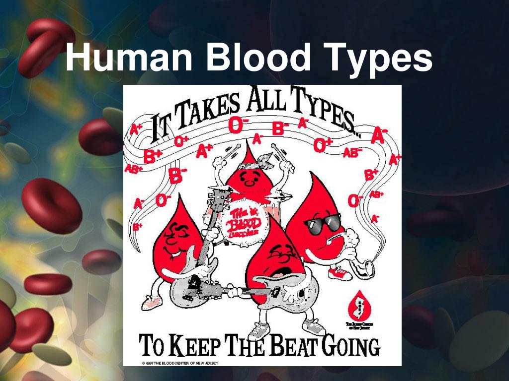 PPT - Human Blood Types PowerPoint Presentation, free download - ID:5503773