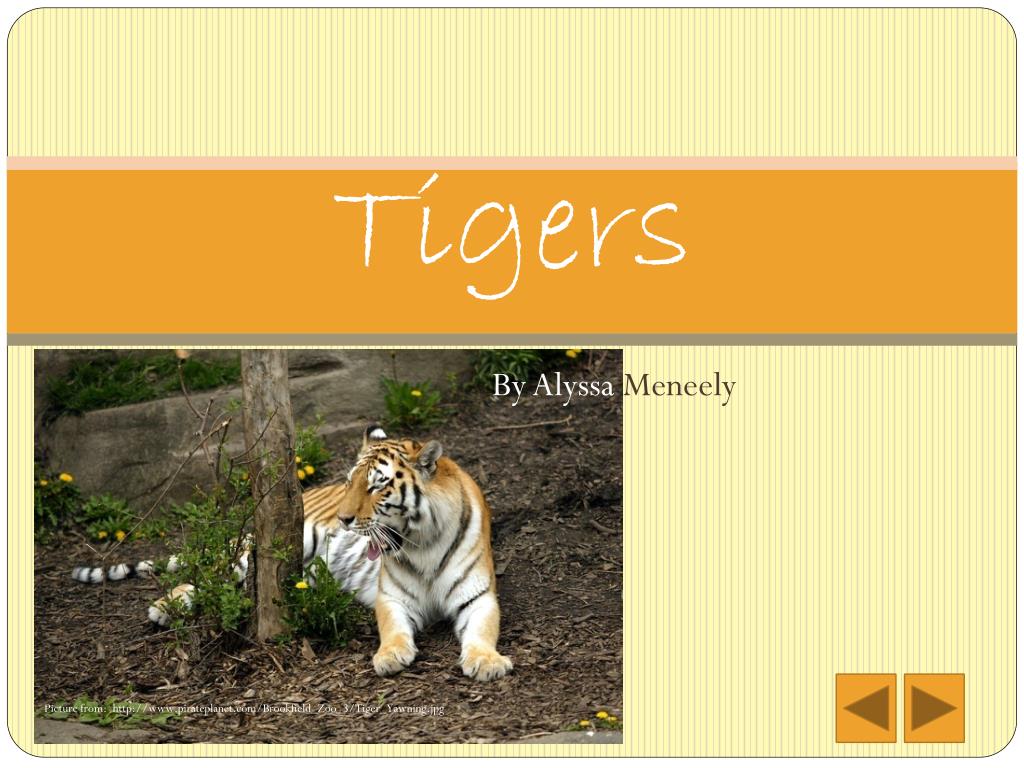 PPT - Tigers PowerPoint Presentation, free download - ID:5504007