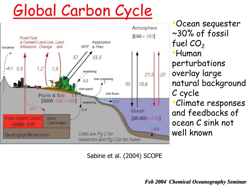 PPT - Global Carbon Cycle PowerPoint Presentation, free download - ID ...