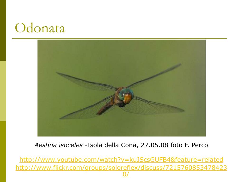 PPT - Odonata PowerPoint Presentation, free download - ID:5509236