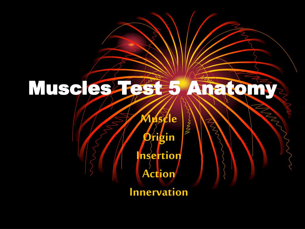 PPT - Muscles Test 5 Anatomy PowerPoint Presentation, free download ...