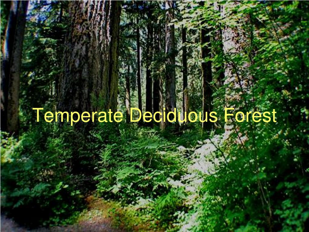 PPT - Temperate Deciduous Forest PowerPoint Presentation, free download ...