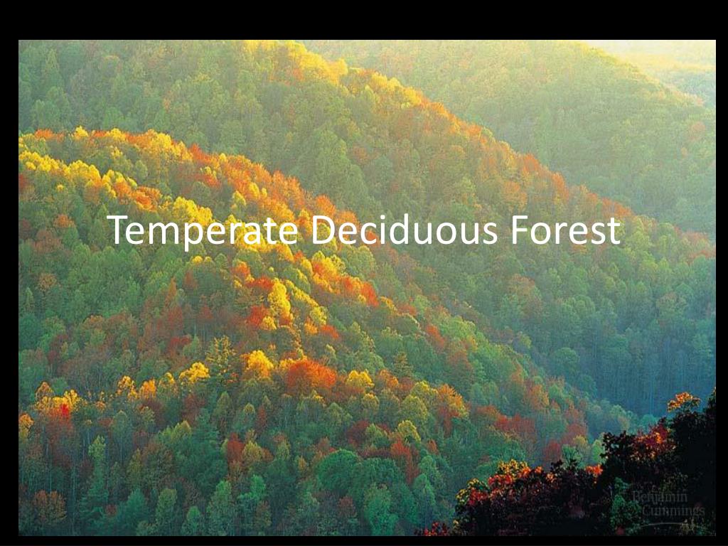 PPT - Temperate Deciduous Forest PowerPoint Presentation, free download ...