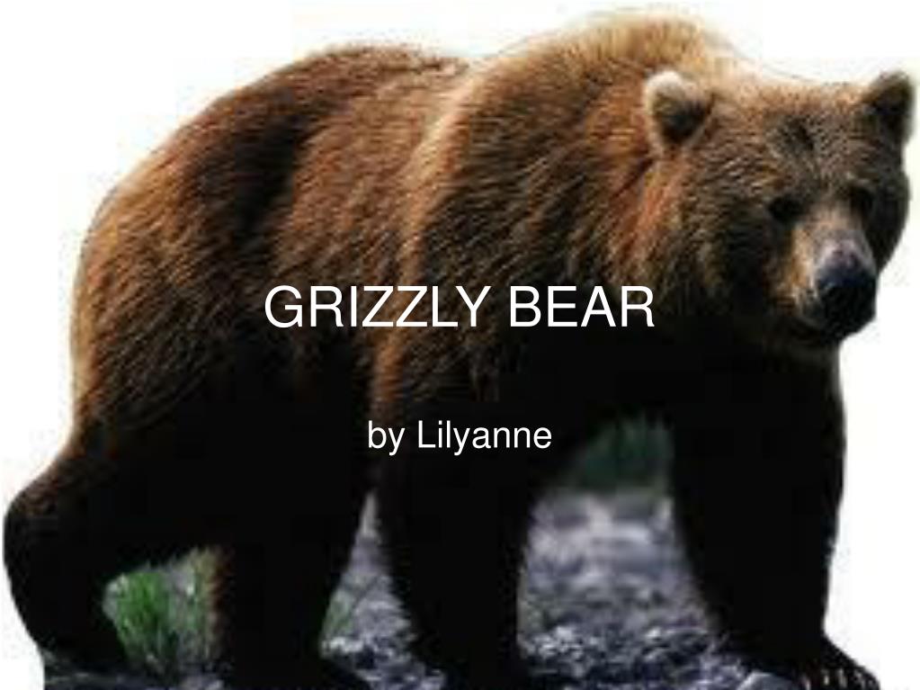 PPT - GRIZZLY BEAR PowerPoint Presentation, free download - ID:5514682