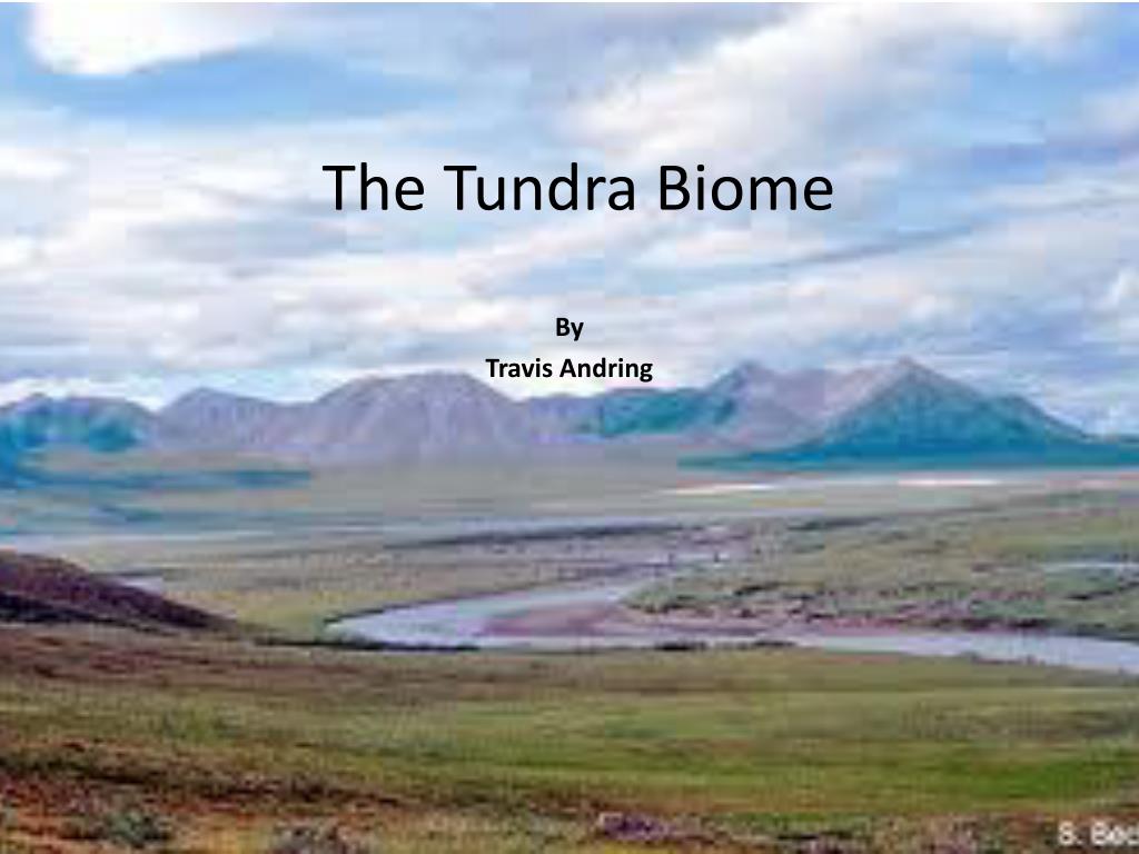 PPT - The Tundra Biome PowerPoint Presentation, free download - ID:5516949