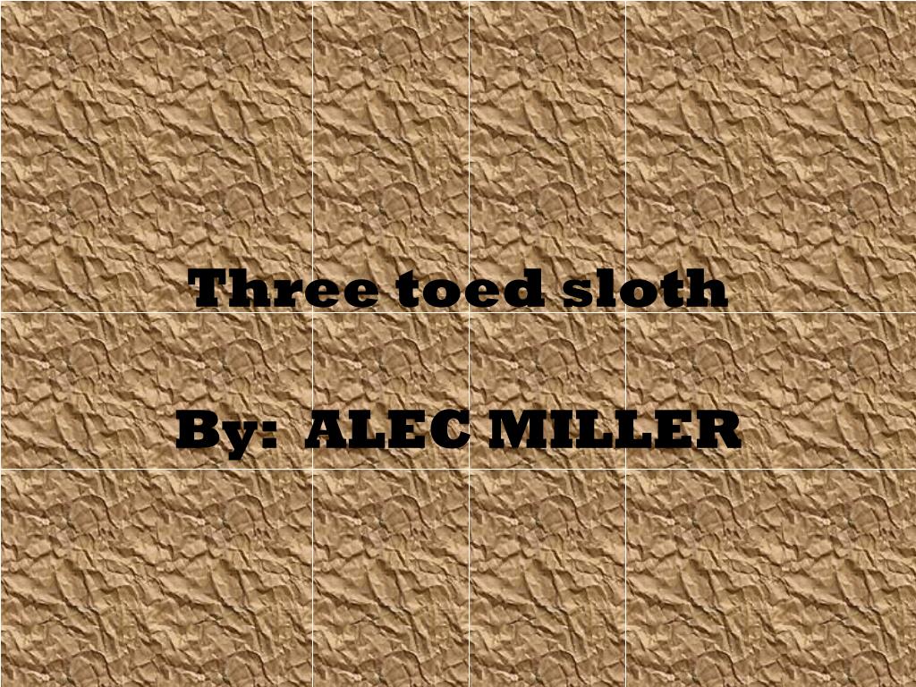 PPT - Three toed sloth PowerPoint Presentation, free download - ID:5517446