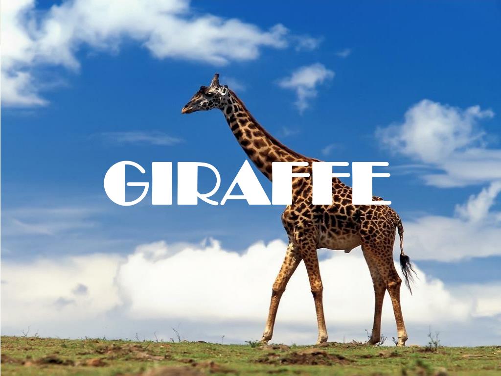 PPT - GIRAFFE PowerPoint Presentation, free download - ID:5520505