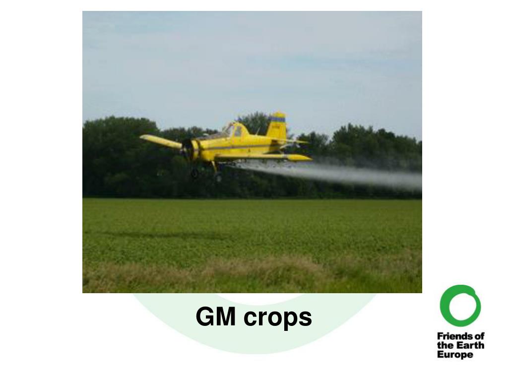 PPT - GM crops PowerPoint Presentation, free download - ID:5521360