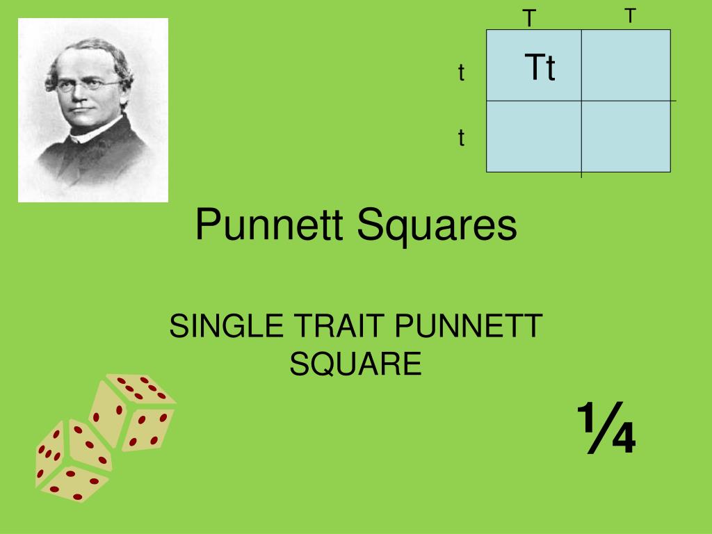 PPT - Punnett Squares PowerPoint Presentation, free download - ID:5524933