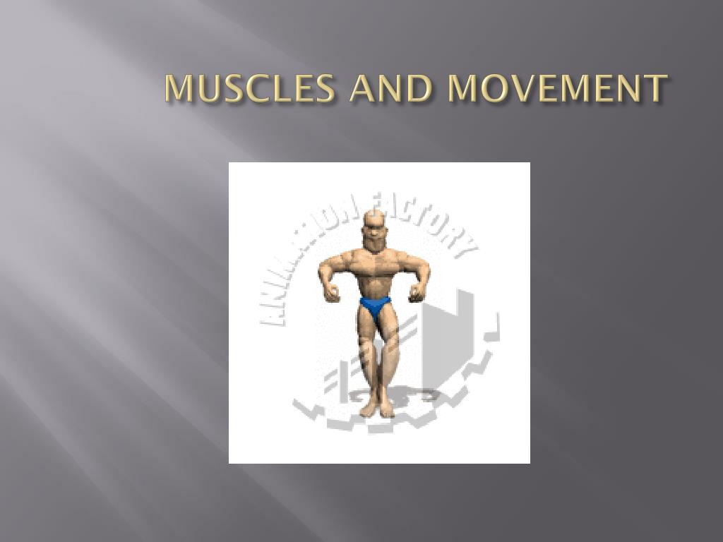 PPT - MUSCLES AND MOVEMENT PowerPoint Presentation, free download - ID ...