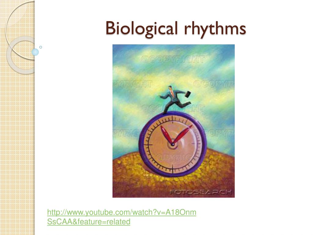 PPT - Biological rhythms PowerPoint Presentation, free download - ID ...