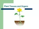 PPT - Plant Organs PowerPoint Presentation, free download - ID:2770607