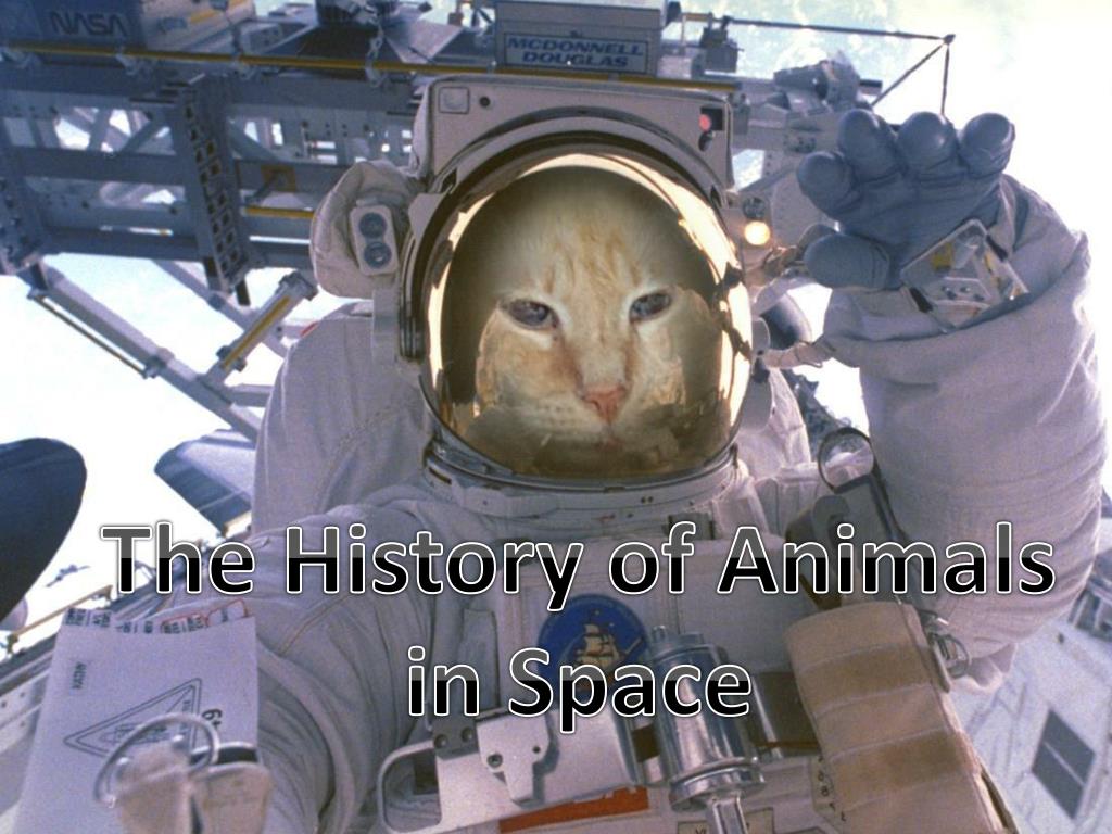 PPT - A Brief History of Animals in Space PowerPoint Presentation, free ...