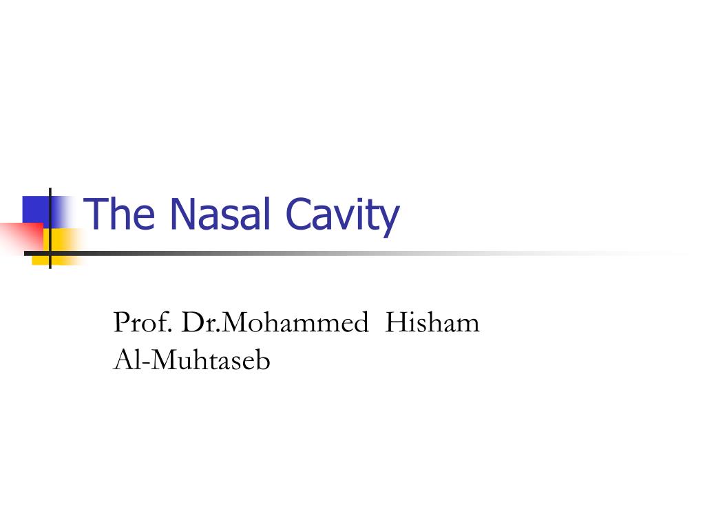 PPT - The Nasal Cavity PowerPoint Presentation, free download - ID:5535921