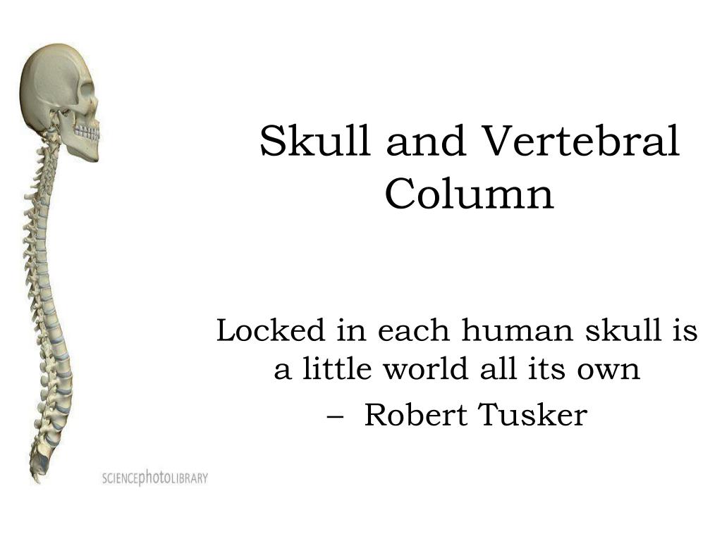 PPT - Skull and Vertebral Column PowerPoint Presentation, free download ...