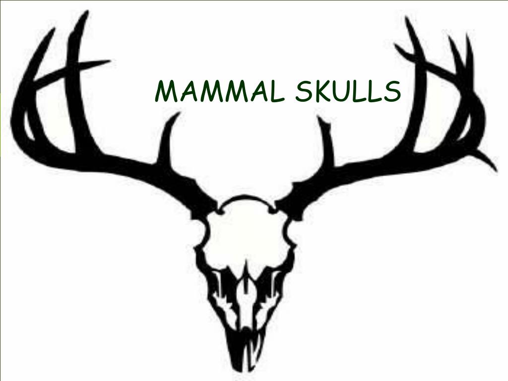 PPT - MAMMAL SKULLS PowerPoint Presentation, free download - ID:5537379