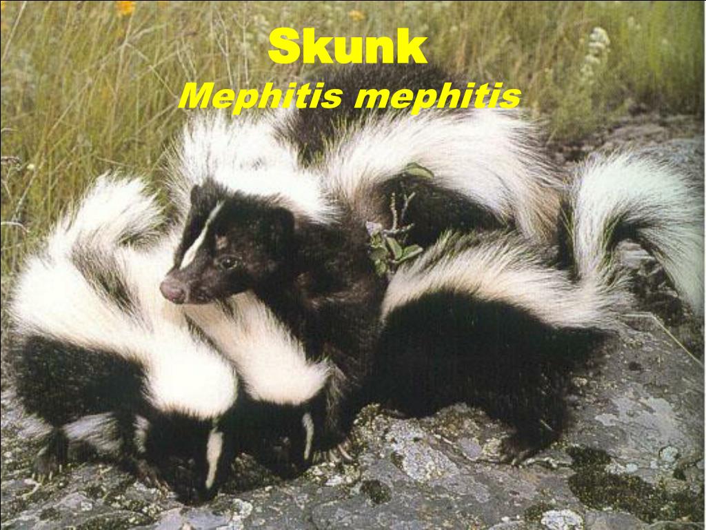 PPT - Skunk Mephitis mephitis PowerPoint Presentation, free download ...