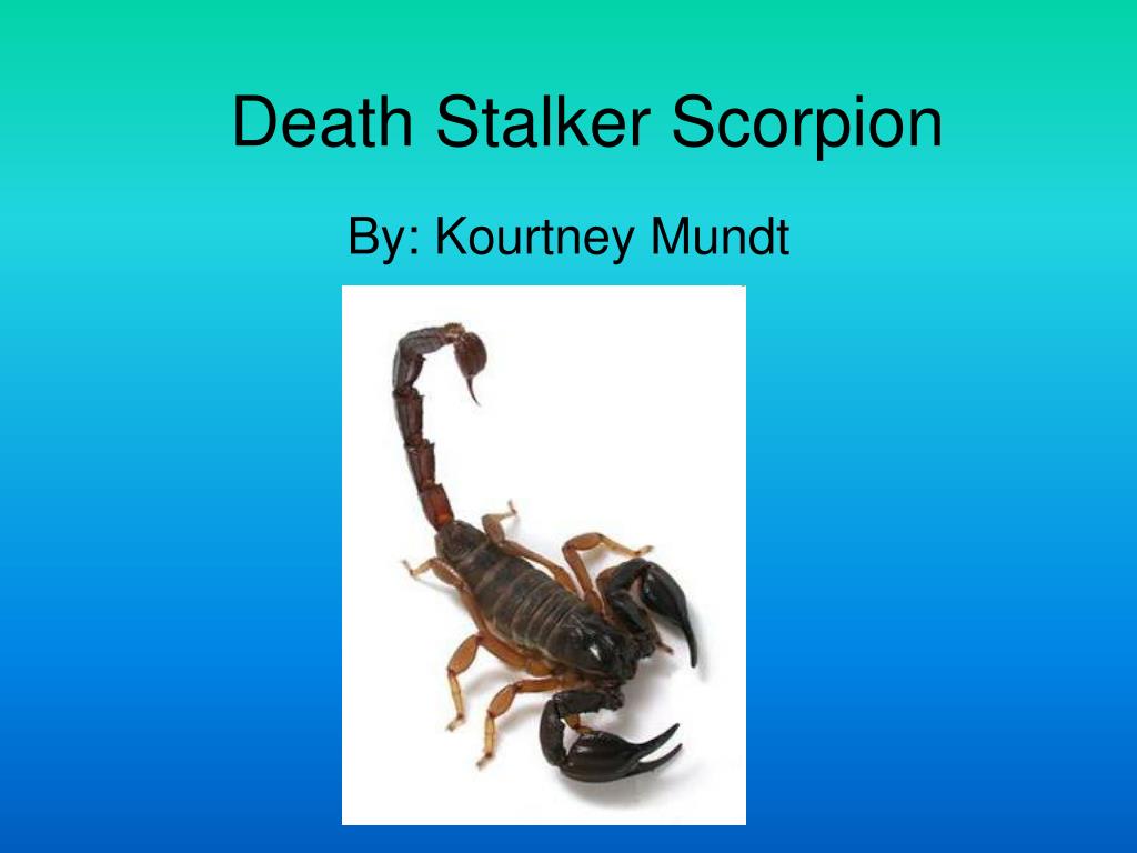 PPT - Death Stalker Scorpion PowerPoint Presentation, free download ...