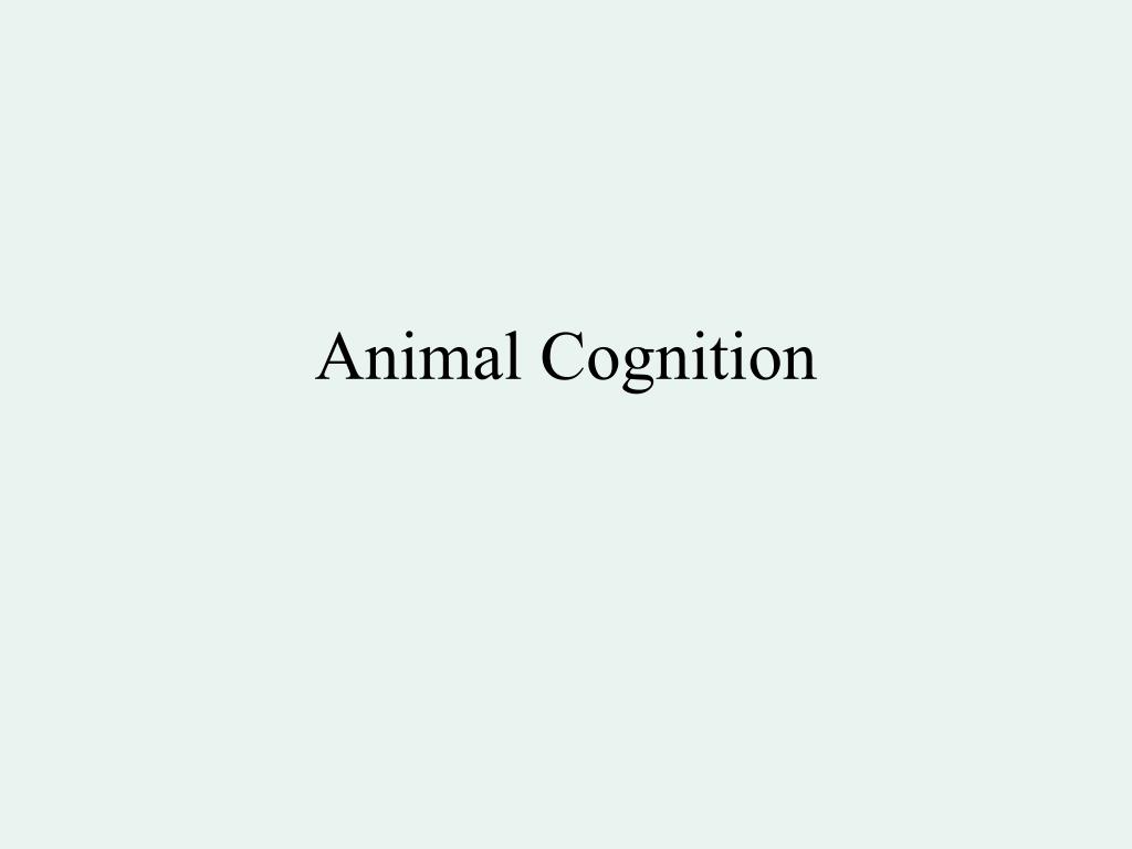 PPT - Animal Cognition PowerPoint Presentation, free download - ID:5543177
