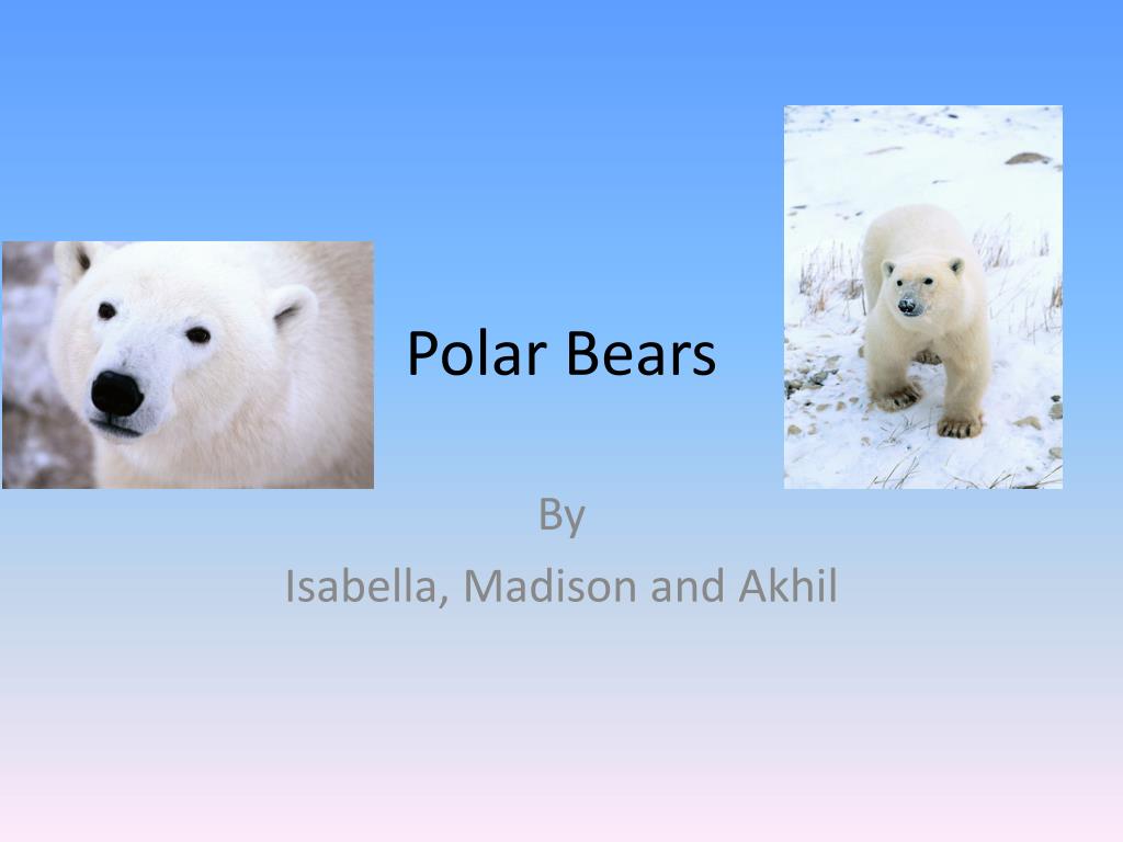 PPT - Polar Bears PowerPoint Presentation, free download - ID:5545195