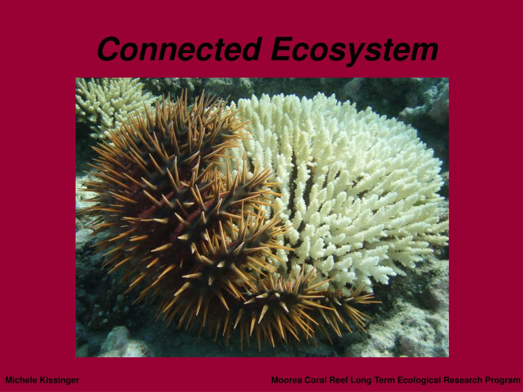 PPT - Connected Ecosystem PowerPoint Presentation, free download - ID ...