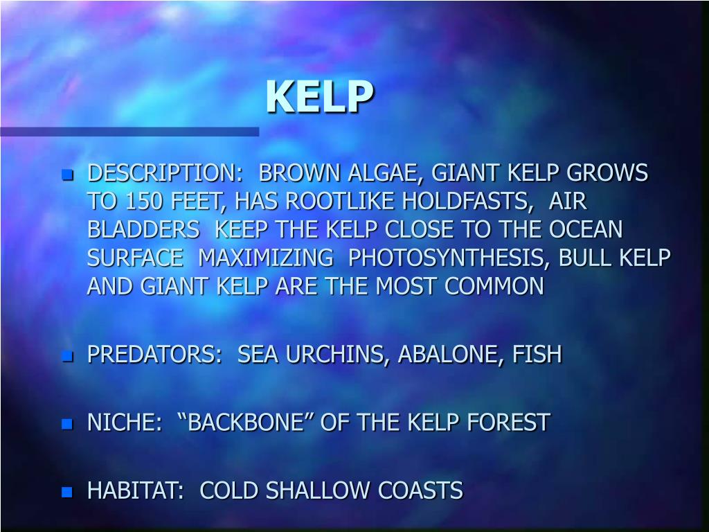 PPT - KELP PowerPoint Presentation, free download - ID:5546716