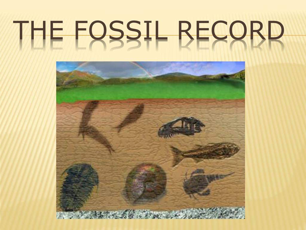 PPT - The Fossil Record PowerPoint Presentation, free download - ID:5553357