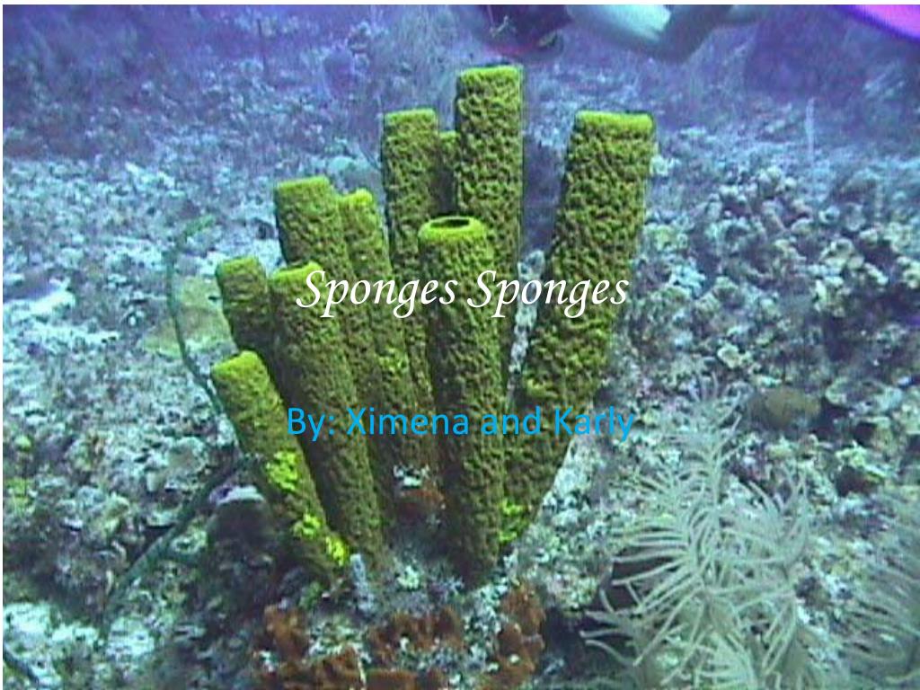 PPT - Sponges Sponges PowerPoint Presentation, free download - ID:5554225