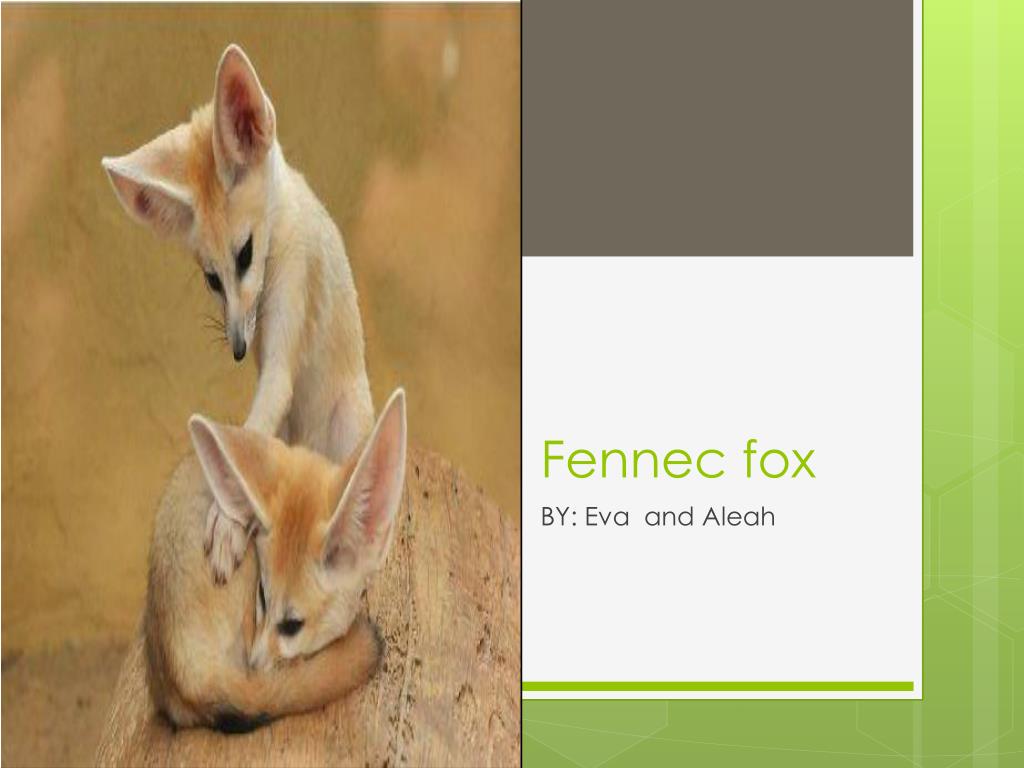 PPT - Fennec fox PowerPoint Presentation, free download - ID:5556632