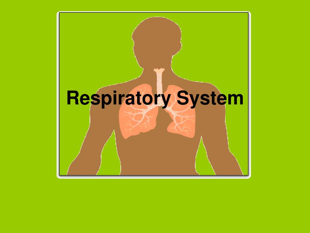 PPT - Respiratory System PowerPoint Presentation, free download - ID ...