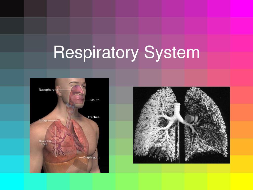 PPT - Respiratory System PowerPoint Presentation, free download - ID ...
