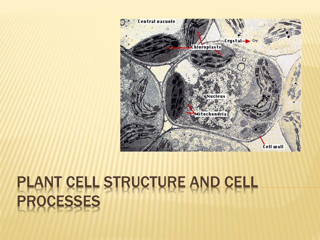 PPT - Plant Cell Structure and Cell Processes PowerPoint Presentation ...