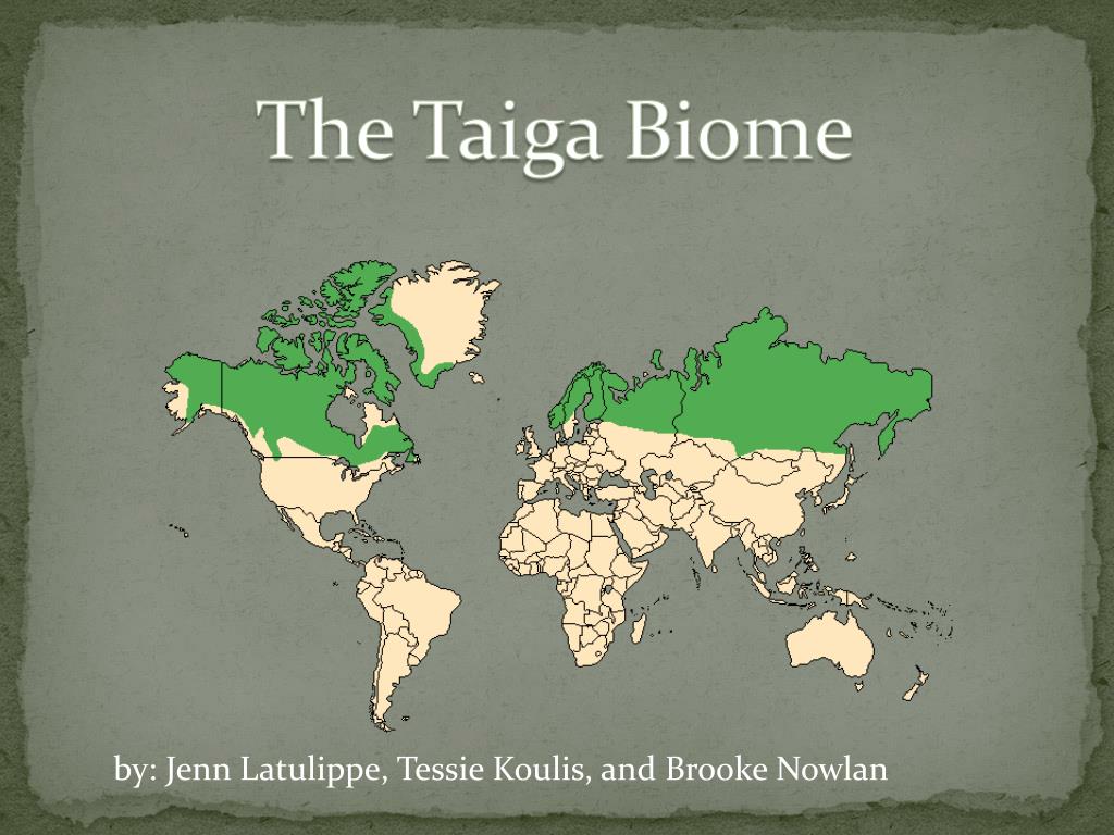 PPT - The Taiga Biome PowerPoint Presentation, free download - ID:5561582