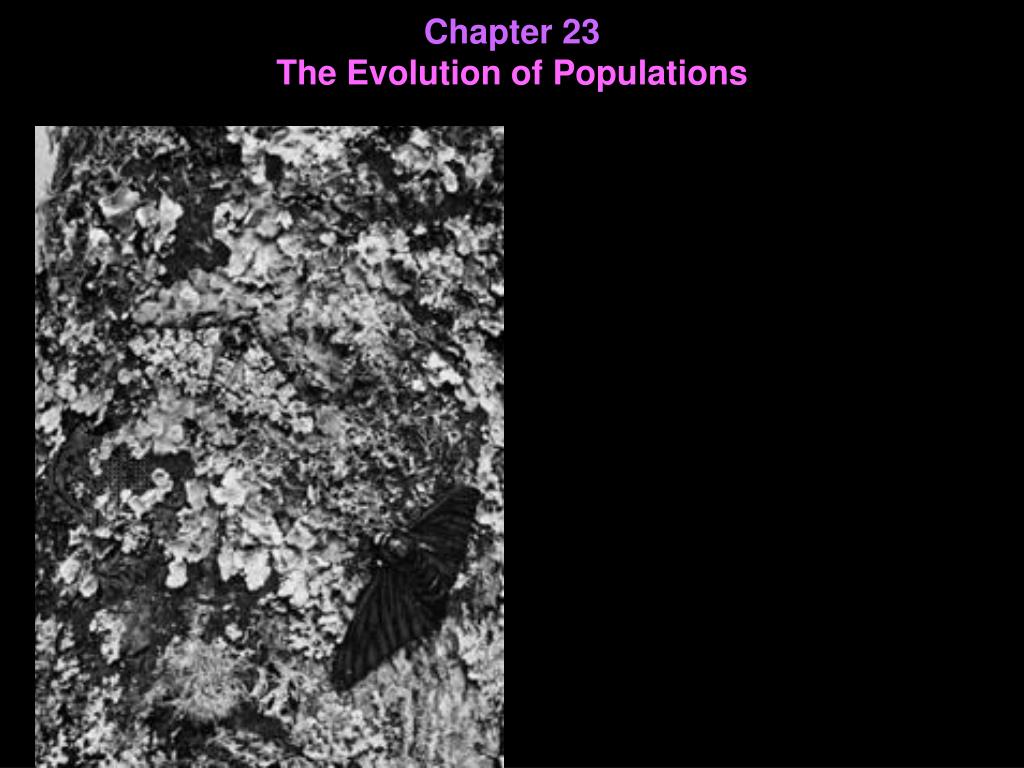 PPT - Chapter 23 The Evolution of Populations PowerPoint Presentation ...