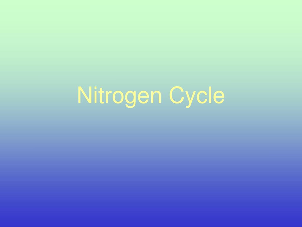 PPT - Nitrogen Cycle PowerPoint Presentation, free download - ID:5576516