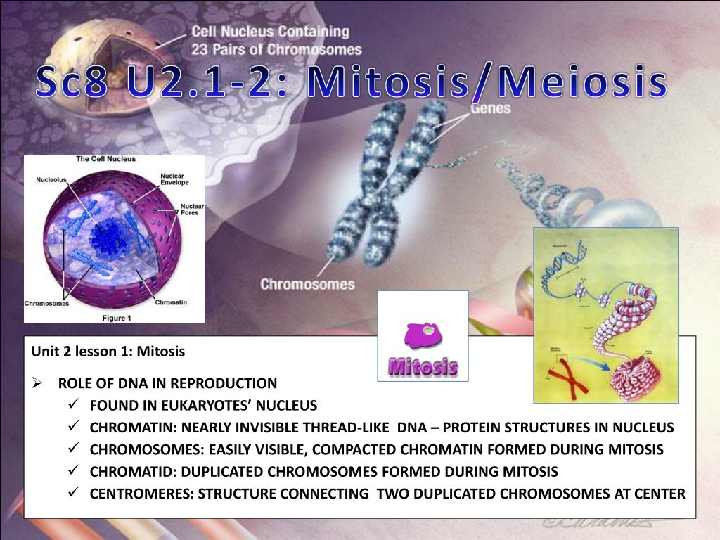PPT - Understanding Mitosis and Meiosis: The Roles of DNA in Eukaryotic ...