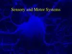 PPT - Motor, Sensory, and Perceptual Development PowerPoint ...