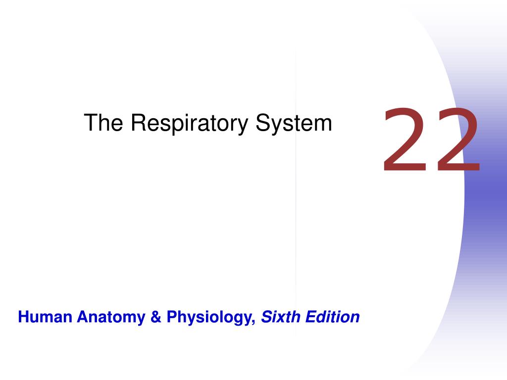 PPT - The Respiratory System PowerPoint Presentation, free download ...