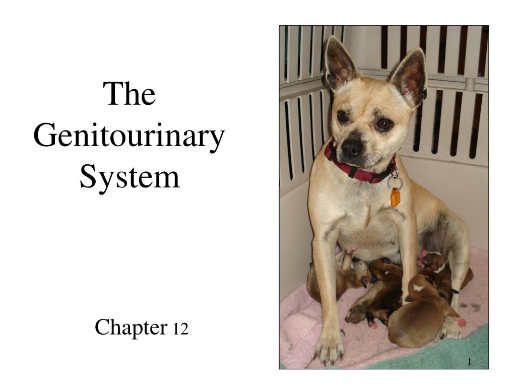 PPT - The Genitourinary System PowerPoint Presentation, free download ...