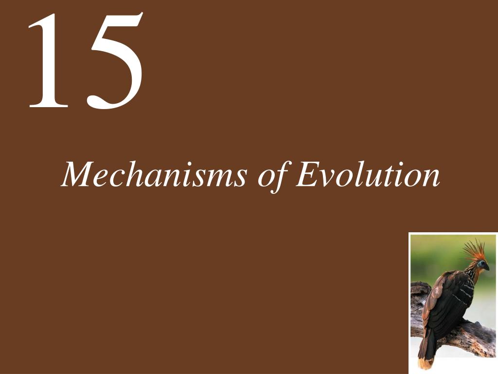 PPT - Mechanisms of Evolution PowerPoint Presentation, free download ...
