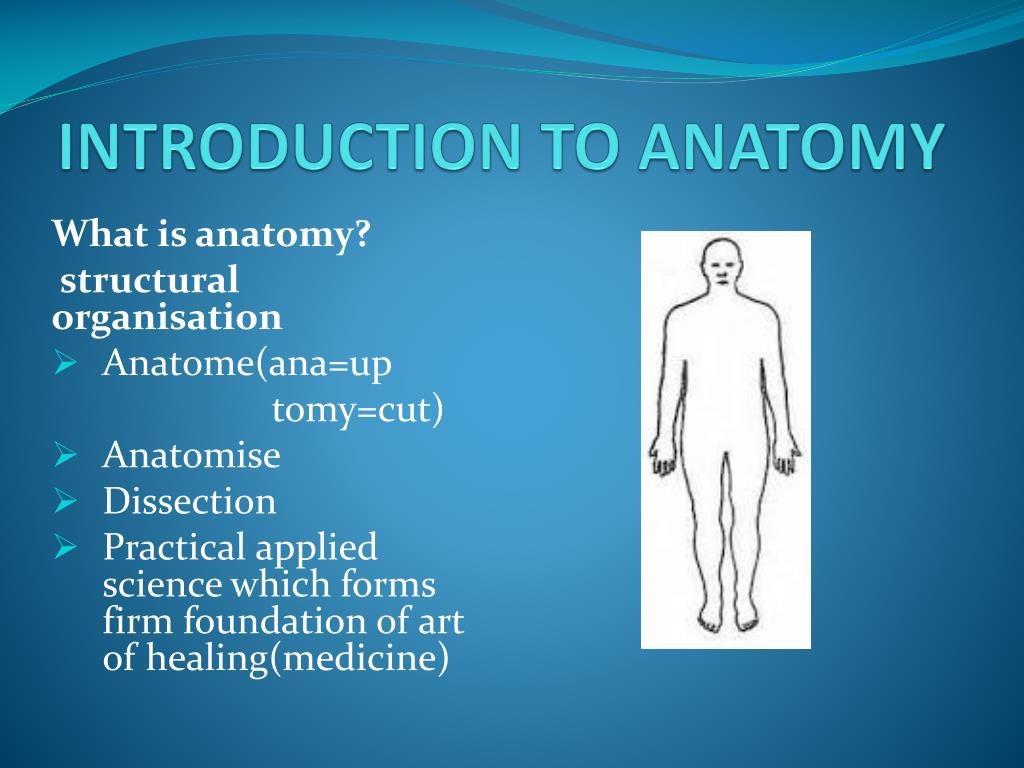 PPT - INTRODUCTION TO ANATOMY PowerPoint Presentation, free download ...